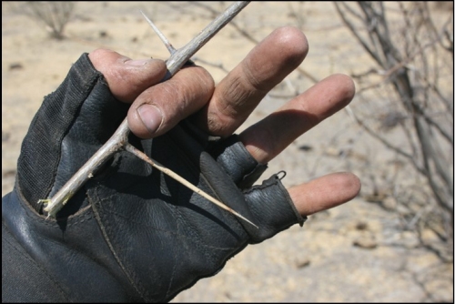 Weed identification - KRBA